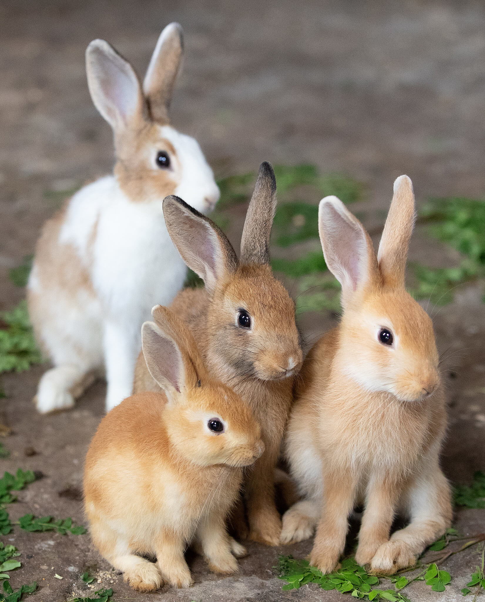 Yambasu Initiative yields abundant harvests in third year - Global ...